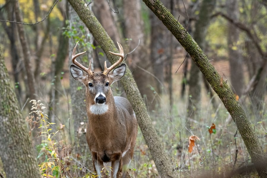 MN Deer Archery Season 2026: Dates, Zones & Tags | NomadPath