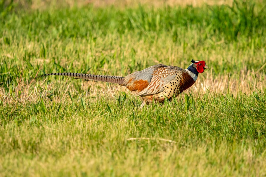 SD Pheasant Opener 2026: Date, License & Land | NomadPath